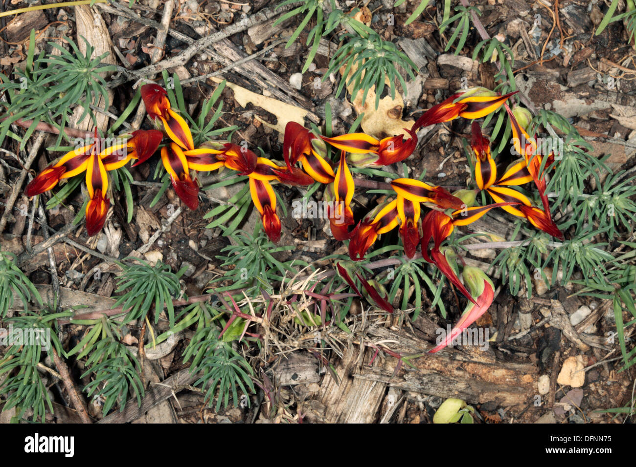 Read lotus hi-res stock photography and images - Alamy
