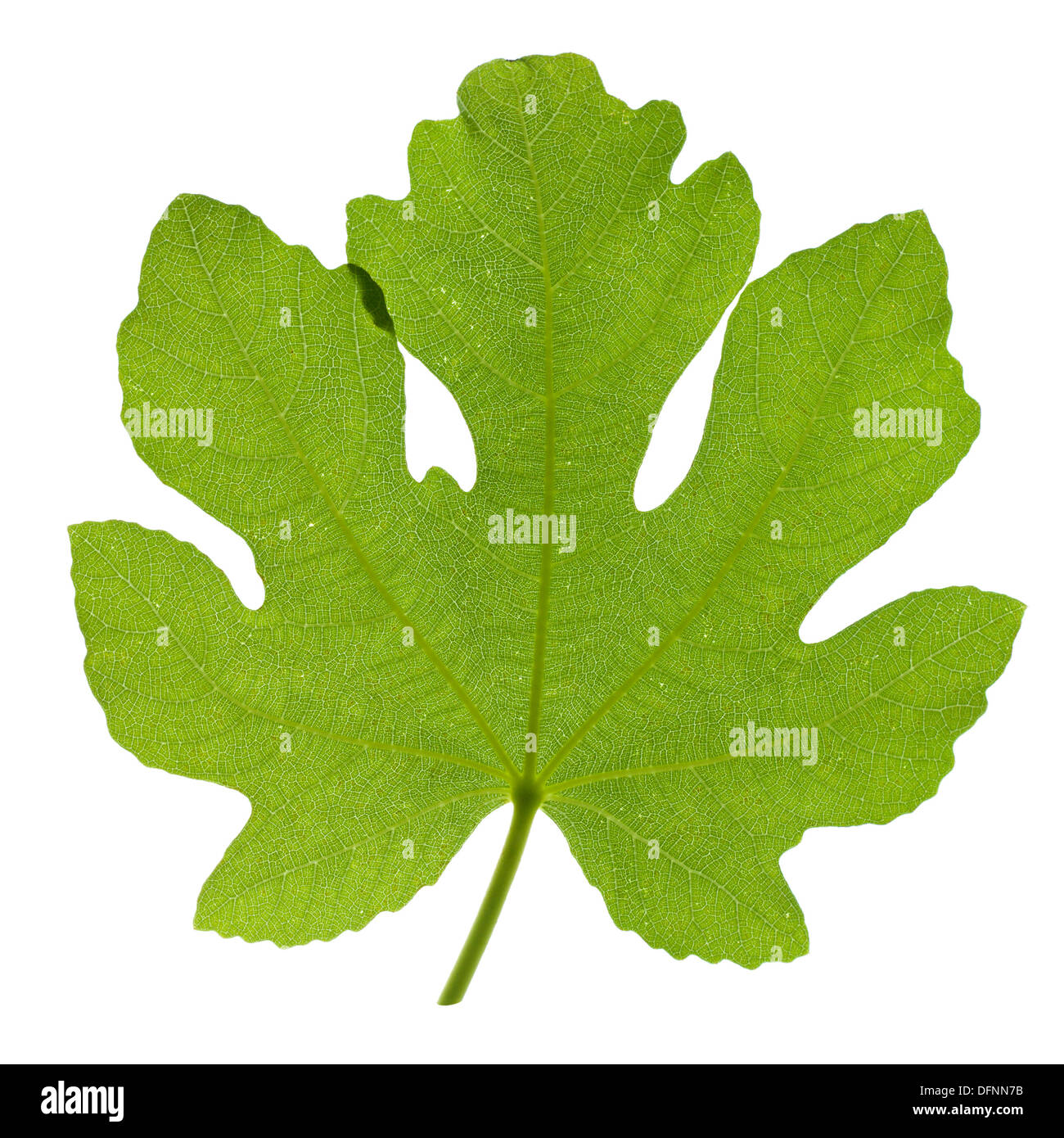 Fig leaf shape hi-res stock photography and images - Alamy