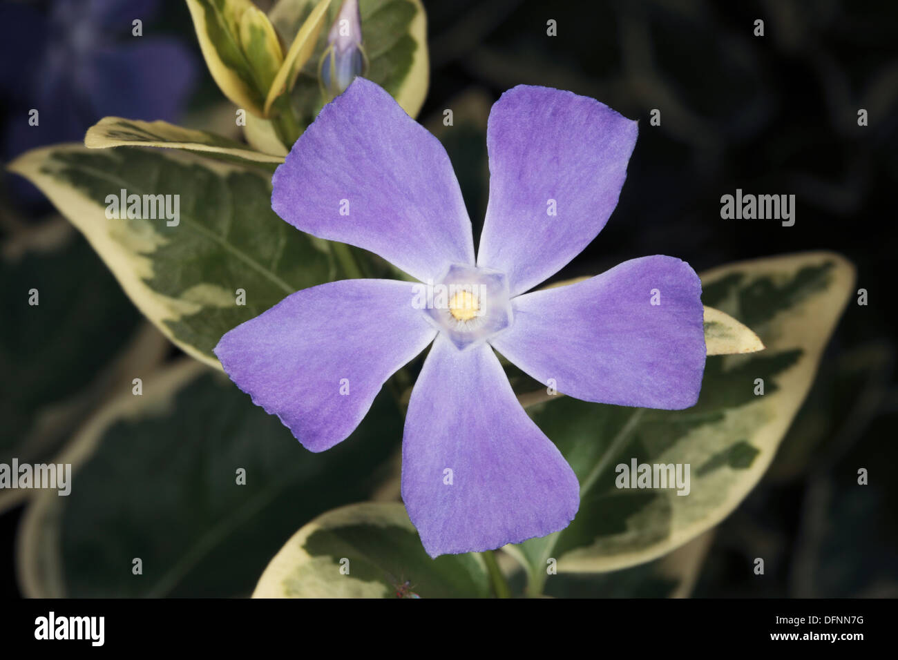 Greater/ Bigleaf/ Large / Blue/ Periwinkle Flower, variegated leaf ...