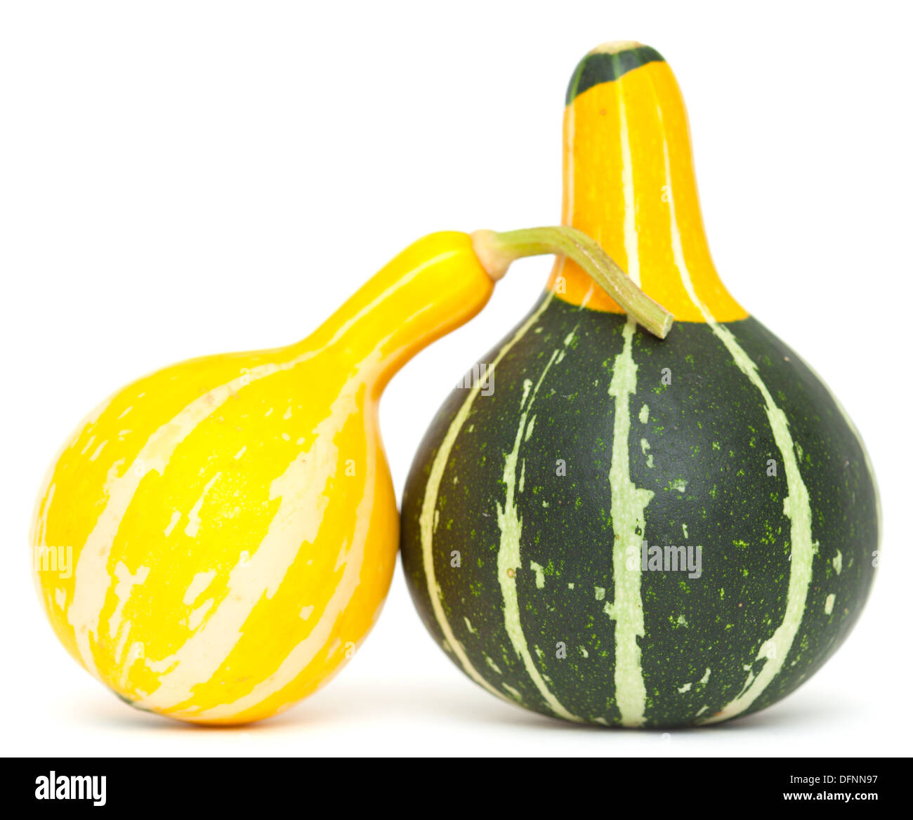 drunken gourds - two ornamental gourds posing, supporting each other ...
