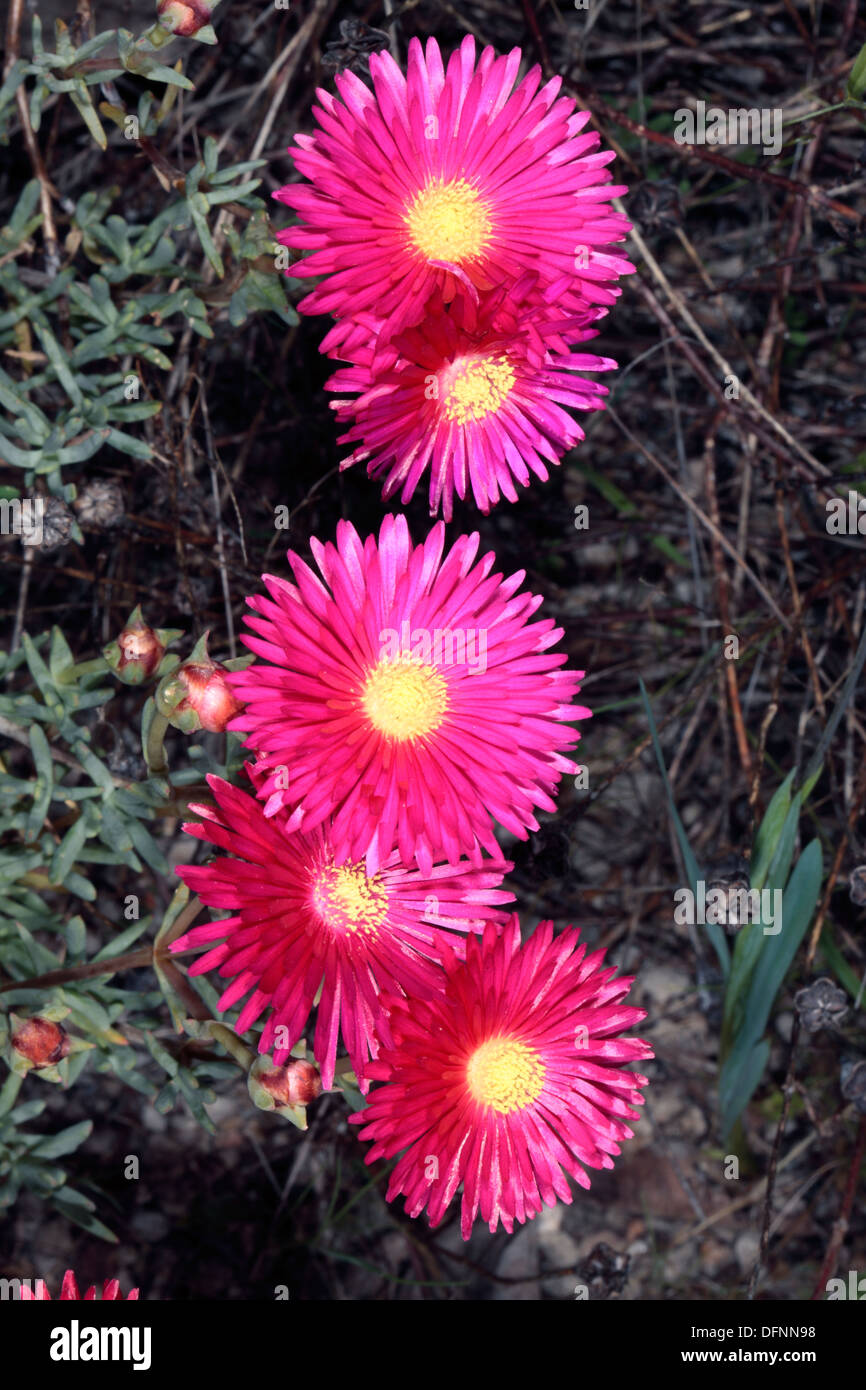 Pink Lampranthus / Trailing Ice plant / Vygie- Lampranthus-Family ...
