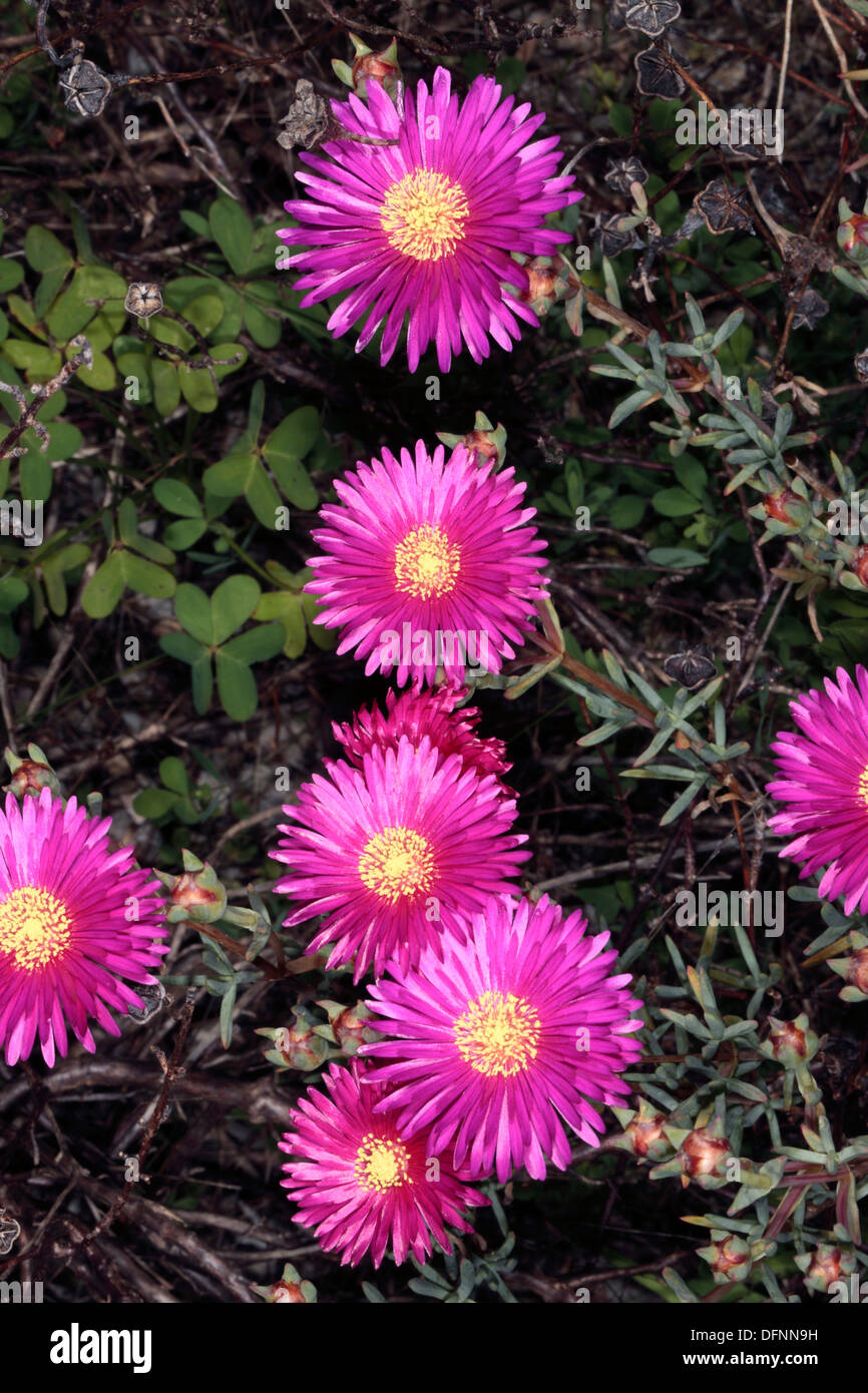 Pink Lampranthus / Trailing Ice plant / Vygie- Lampranthus-Family ...