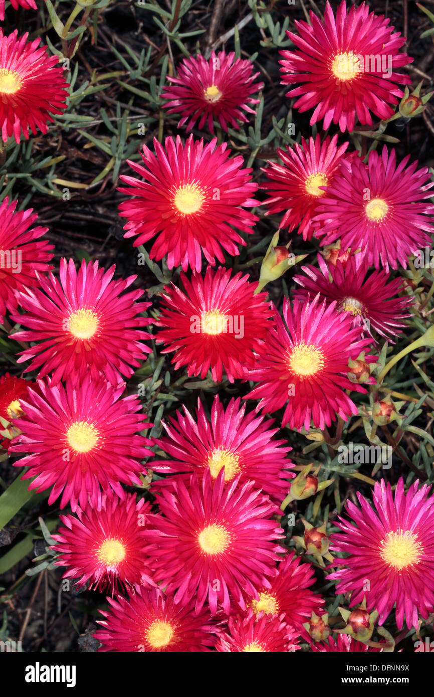 Ice Plant Family High Resolution Stock Photography and Images - Alamy