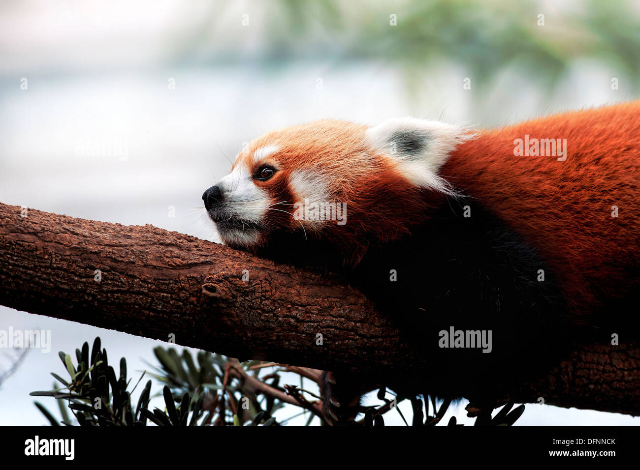 Red panda isolated hi-res stock photography and images - Alamy