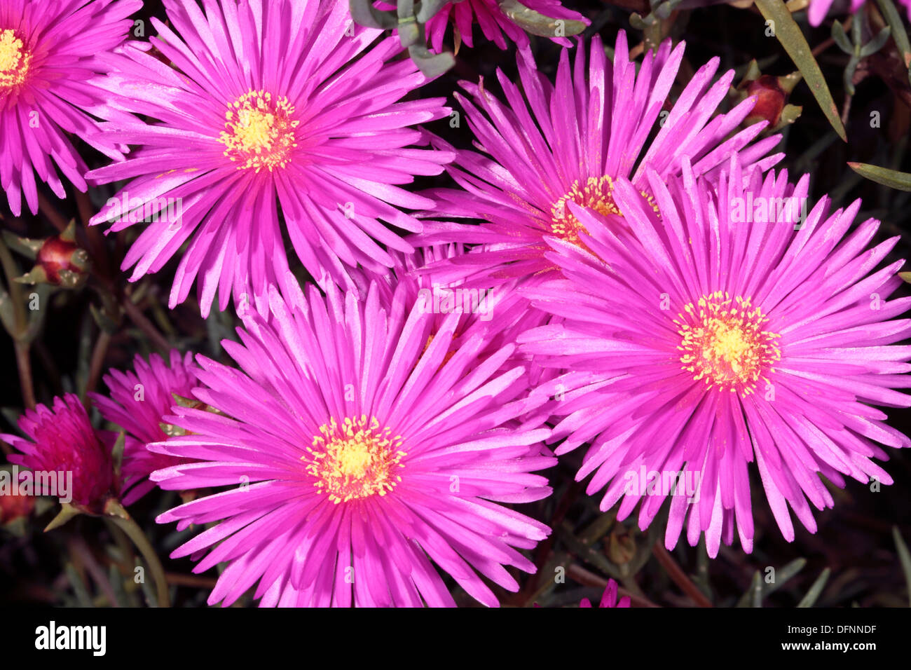 Pink Lampranthus / Trailing Ice plant / Vygie- Lampranthus-Family ...