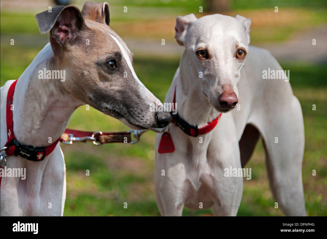 Italian Greyhound Size Comparison