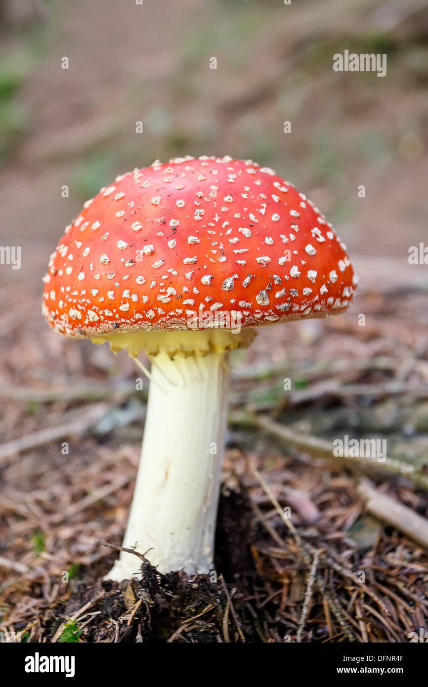 Commonly grows hi-res stock photography and images - Alamy