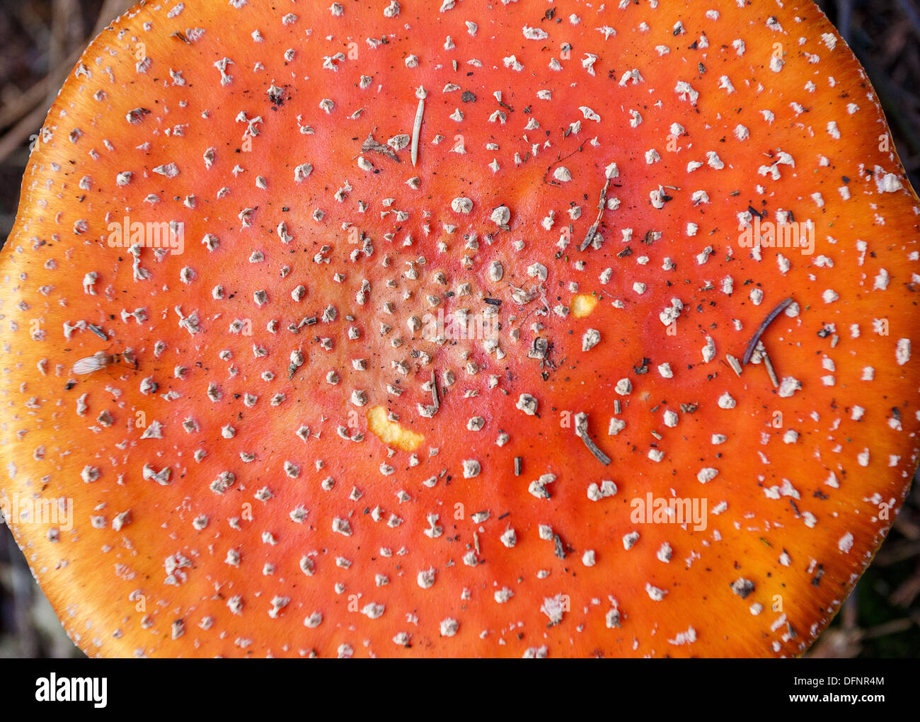 backround and texture of Amanita muscaria, commonly known as the fly ...