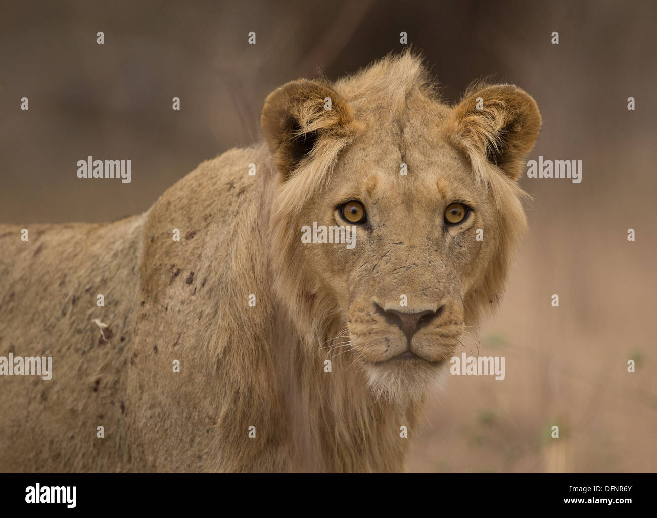 Male lion portrait hi-res stock photography and images - Alamy