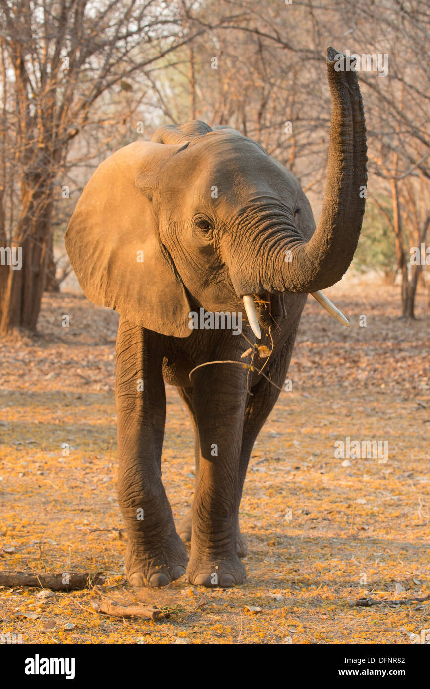 Elephant bull and calf hi-res stock photography and images - Alamy