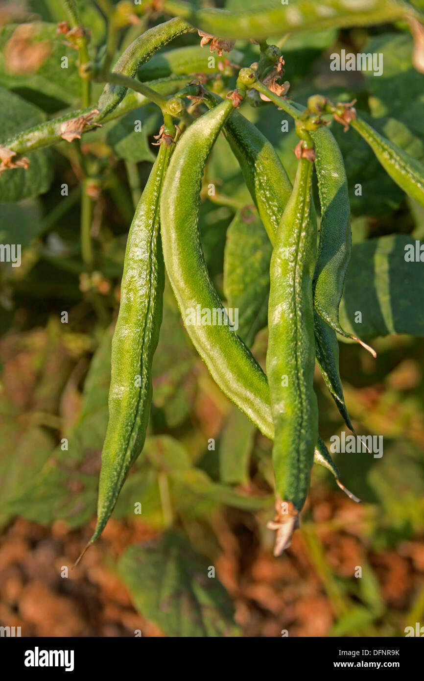Dolichos plantation hi-res stock photography and images - Alamy