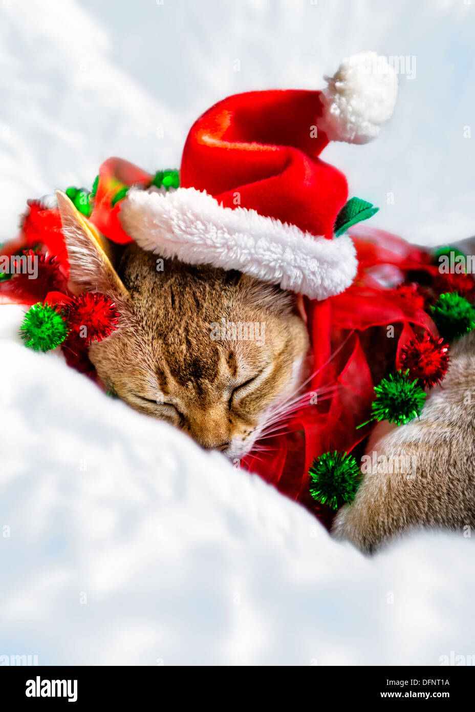 Christmas cat sleeping wearing Santa Hat on snow white blanket Stock ...