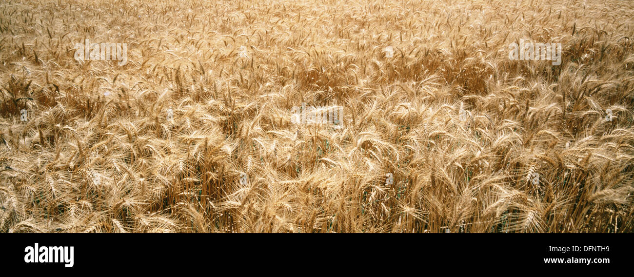 Wheat Field Australia High Resolution Stock Photography and Images - Alamy