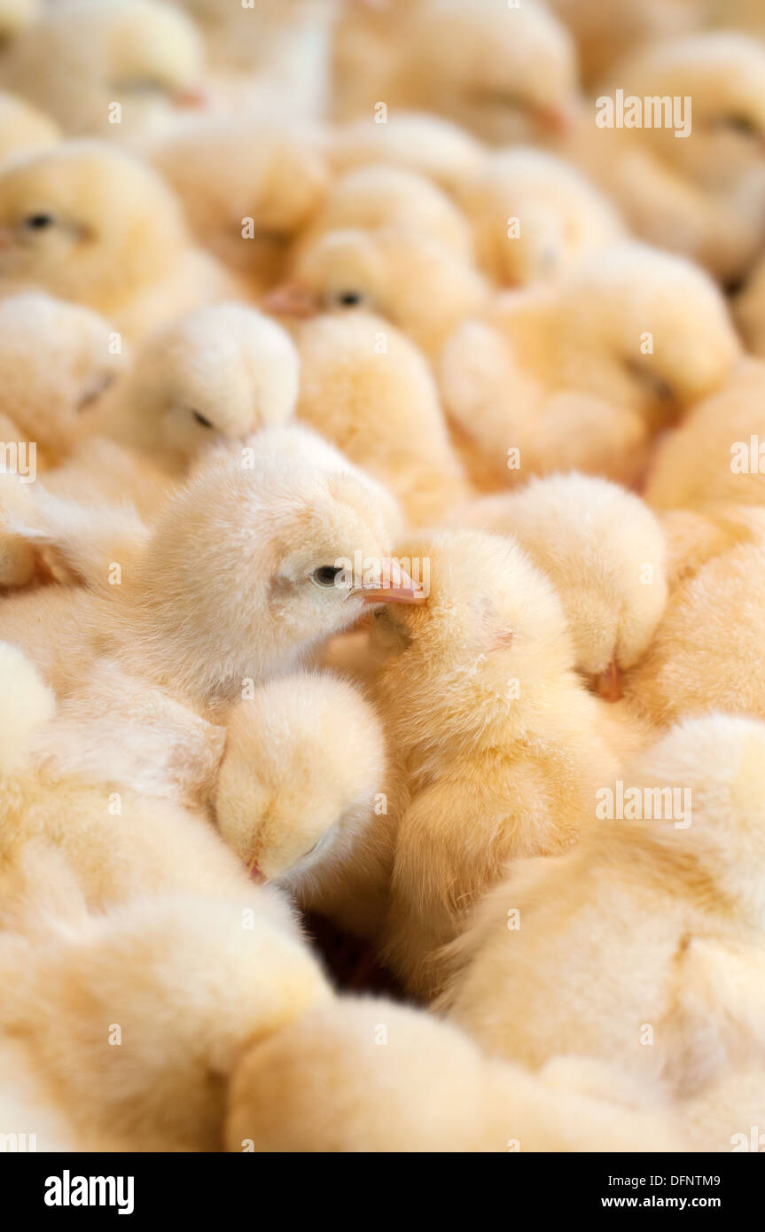 Group of chicks crowded in farm Stock Photo - Alamy