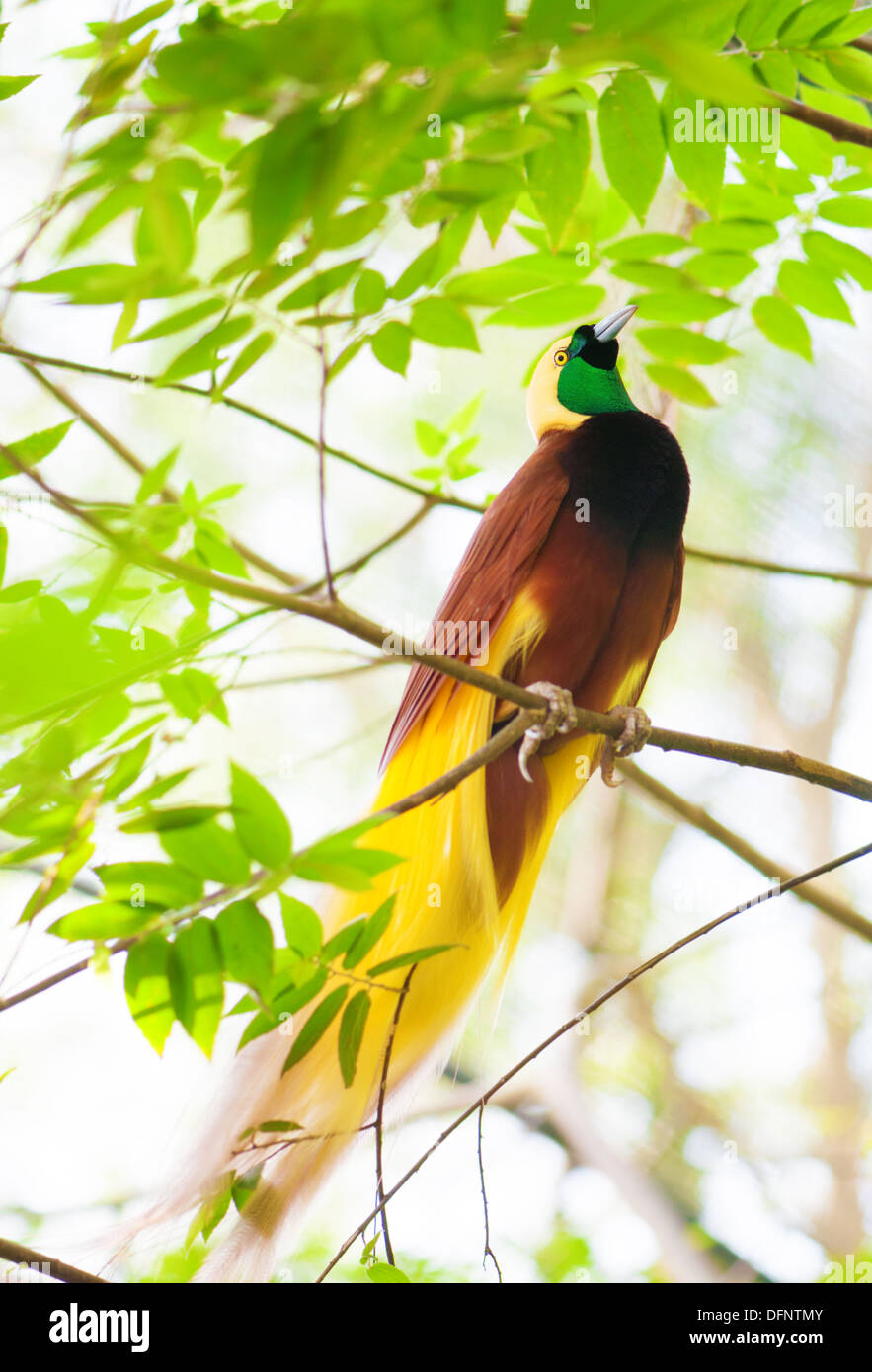 Birds Of Paradise Papua New Guinea High Resolution Stock Photography ...