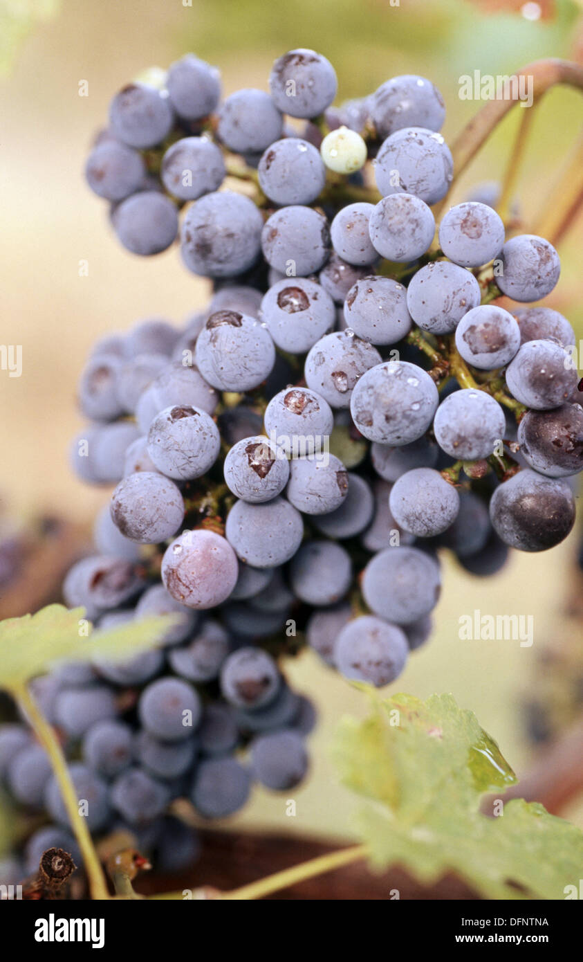 Grapes on vine vertical hi-res stock photography and images - Alamy