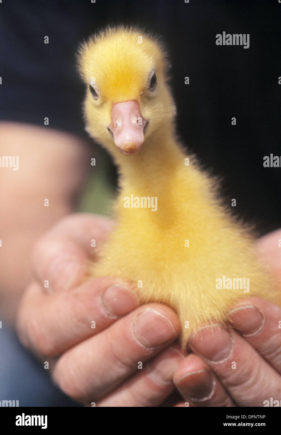 Man holding goose hi-res stock photography and images - Alamy