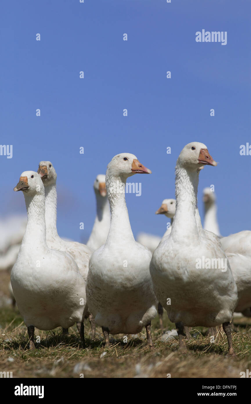 The scania goose hi-res stock photography and images - Alamy