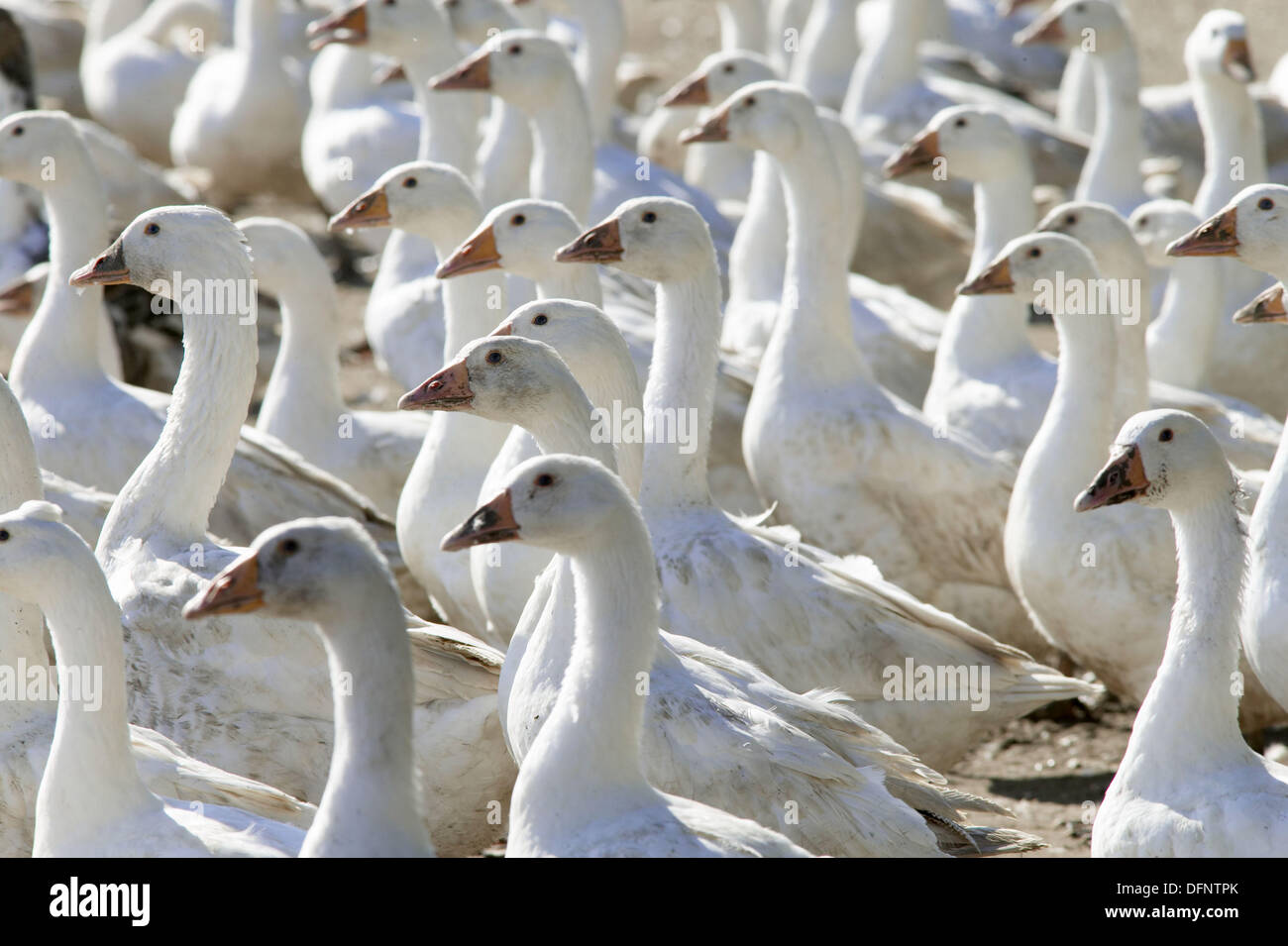 Scania goose hi-res stock photography and images - Alamy