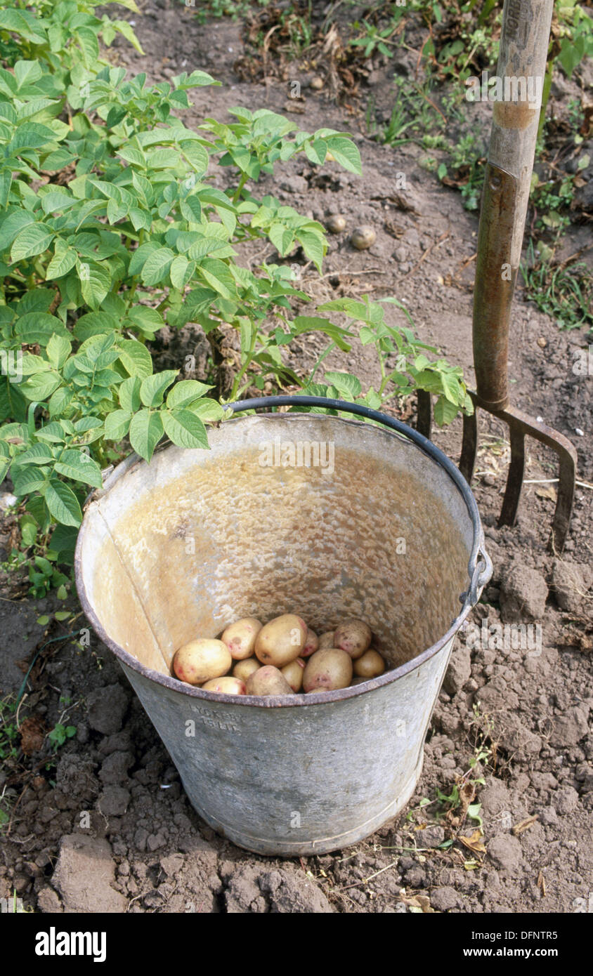 Potato farming vintage hi-res stock photography and images - Alamy