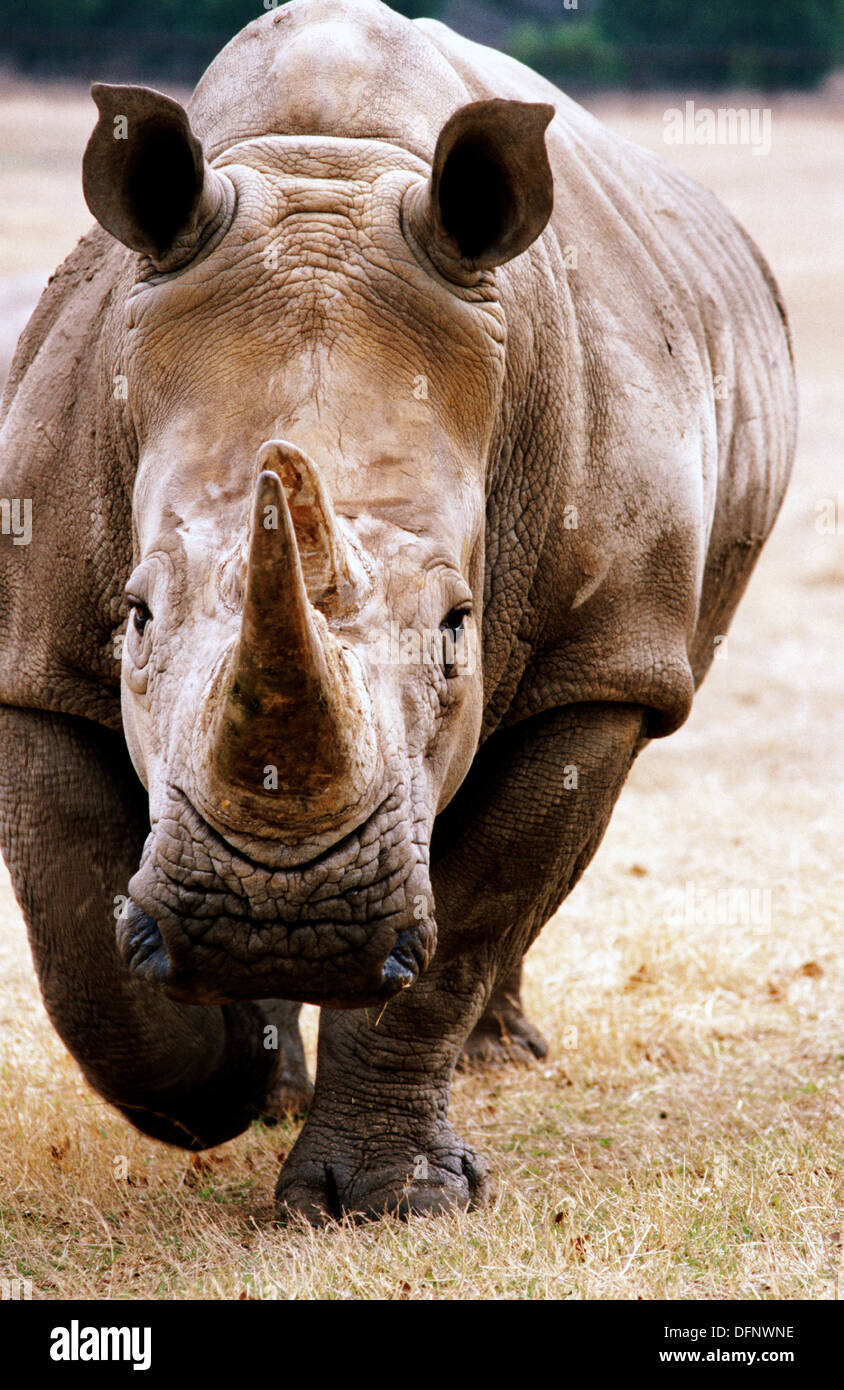 Fossil rhinoceros hi-res stock photography and images - Alamy