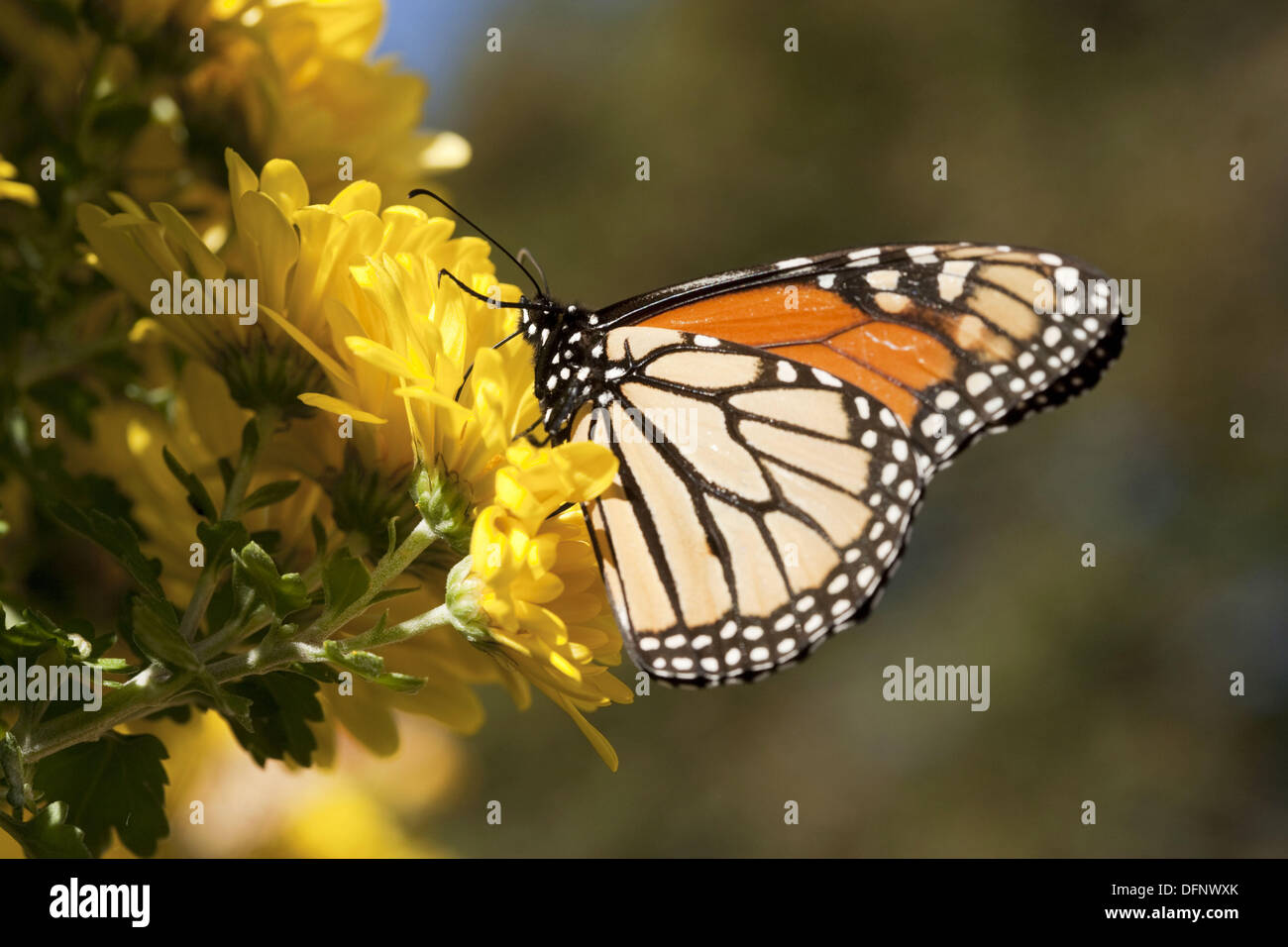 Concord farm hi-res stock photography and images - Alamy
