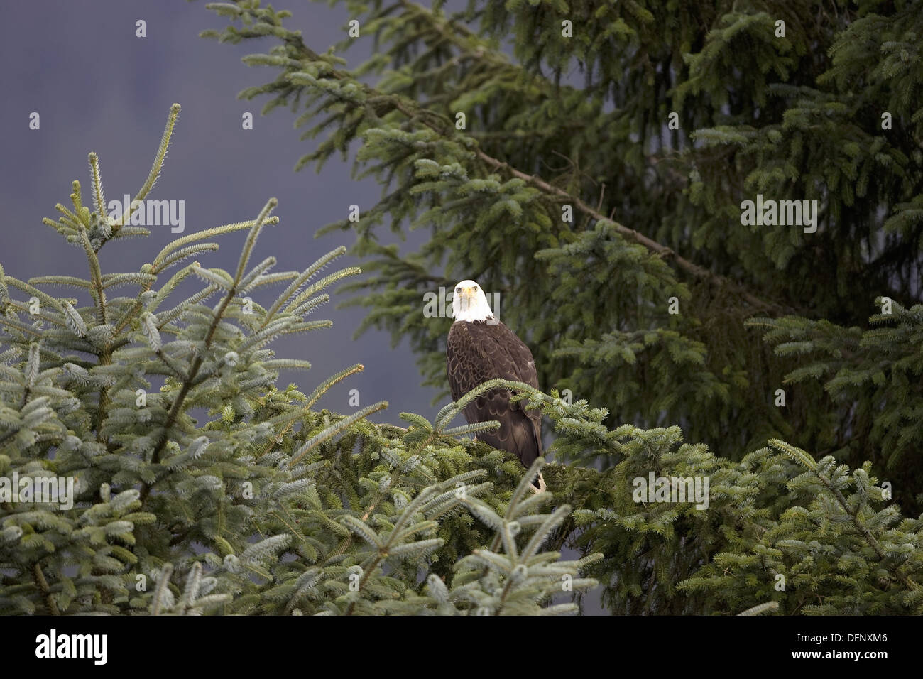 Alaskan Fern Stock Photos & Alaskan Fern Stock Images - Alamy