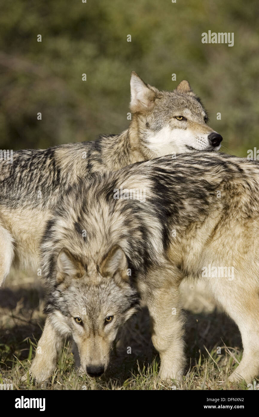 Wolves display bonding rituals Stock Photo - Alamy