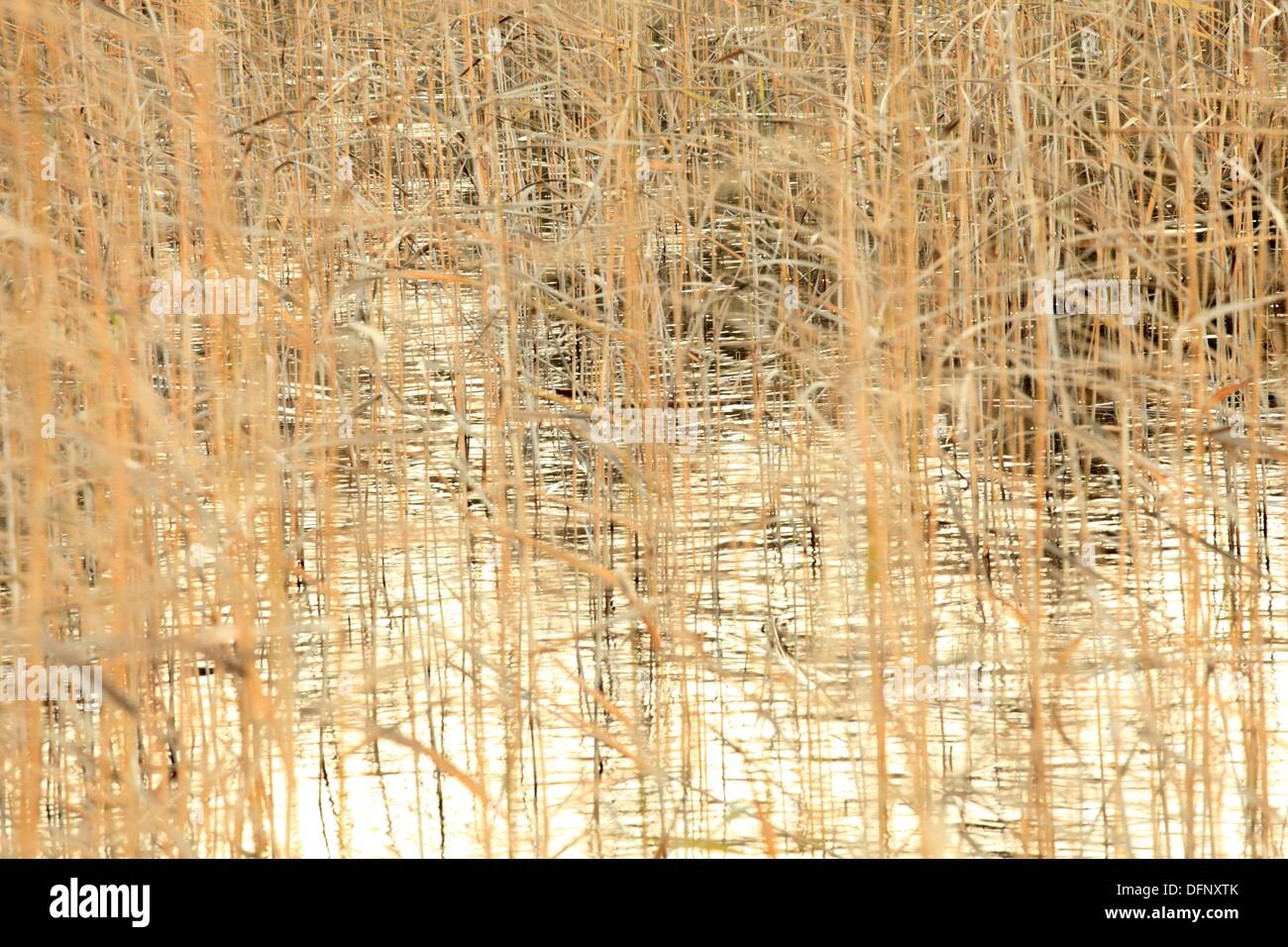 Rushes growing in a Swedish lake Stock Photo - Alamy
