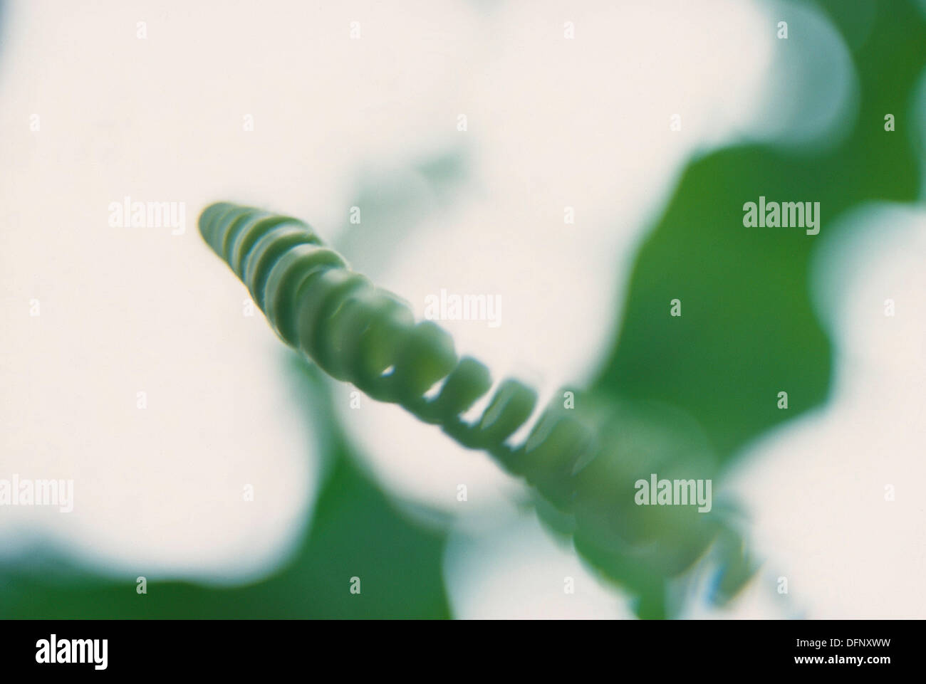 Tendril coil hi-res stock photography and images - Alamy