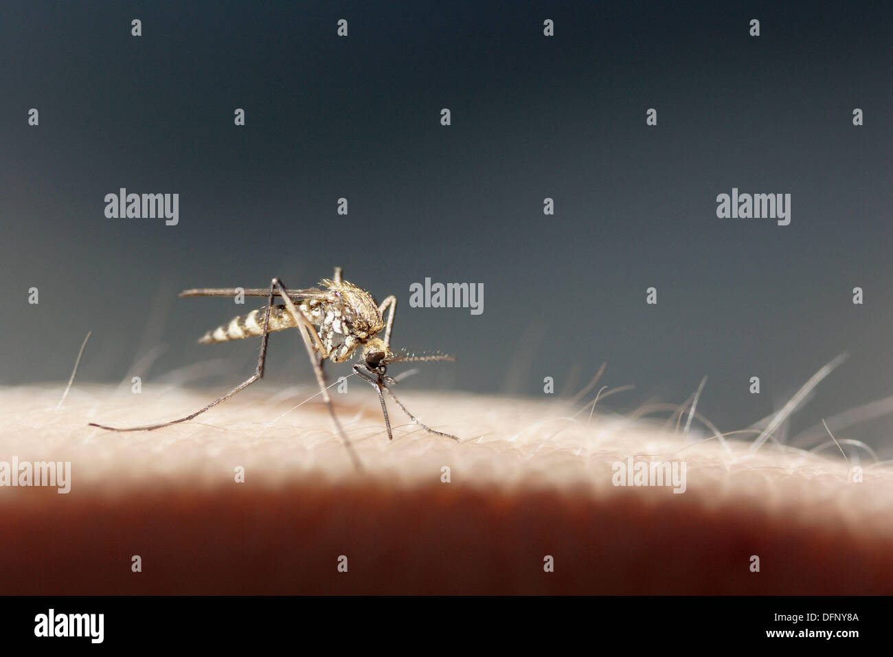 Culex molestus hi-res stock photography and images - Alamy