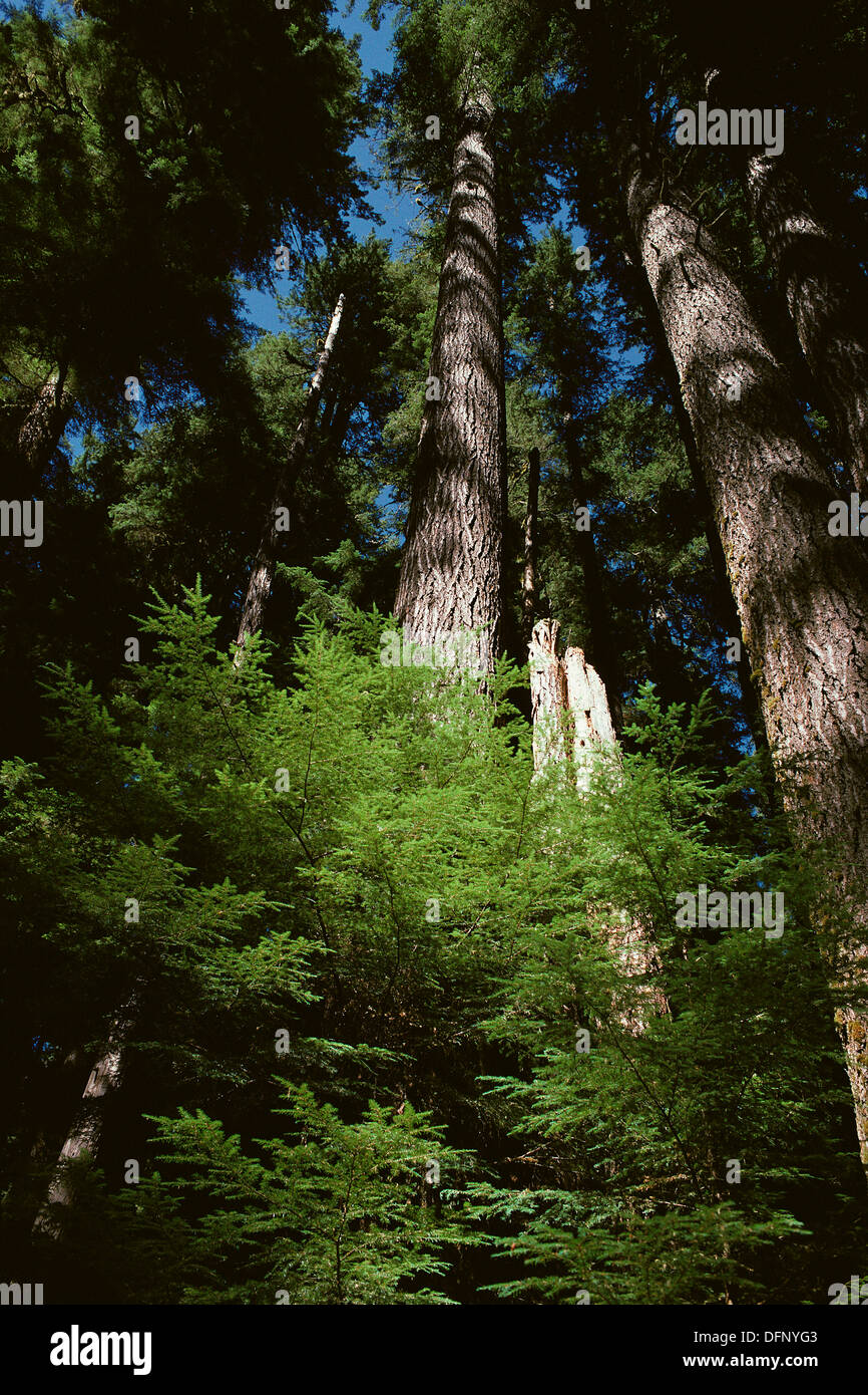 Tall hemlocks hi-res stock photography and images - Alamy