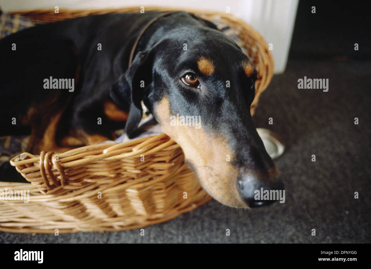 Mastiff Doberman Mix