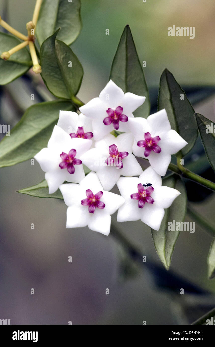 Miniature waxplant hi-res stock photography and images - Alamy