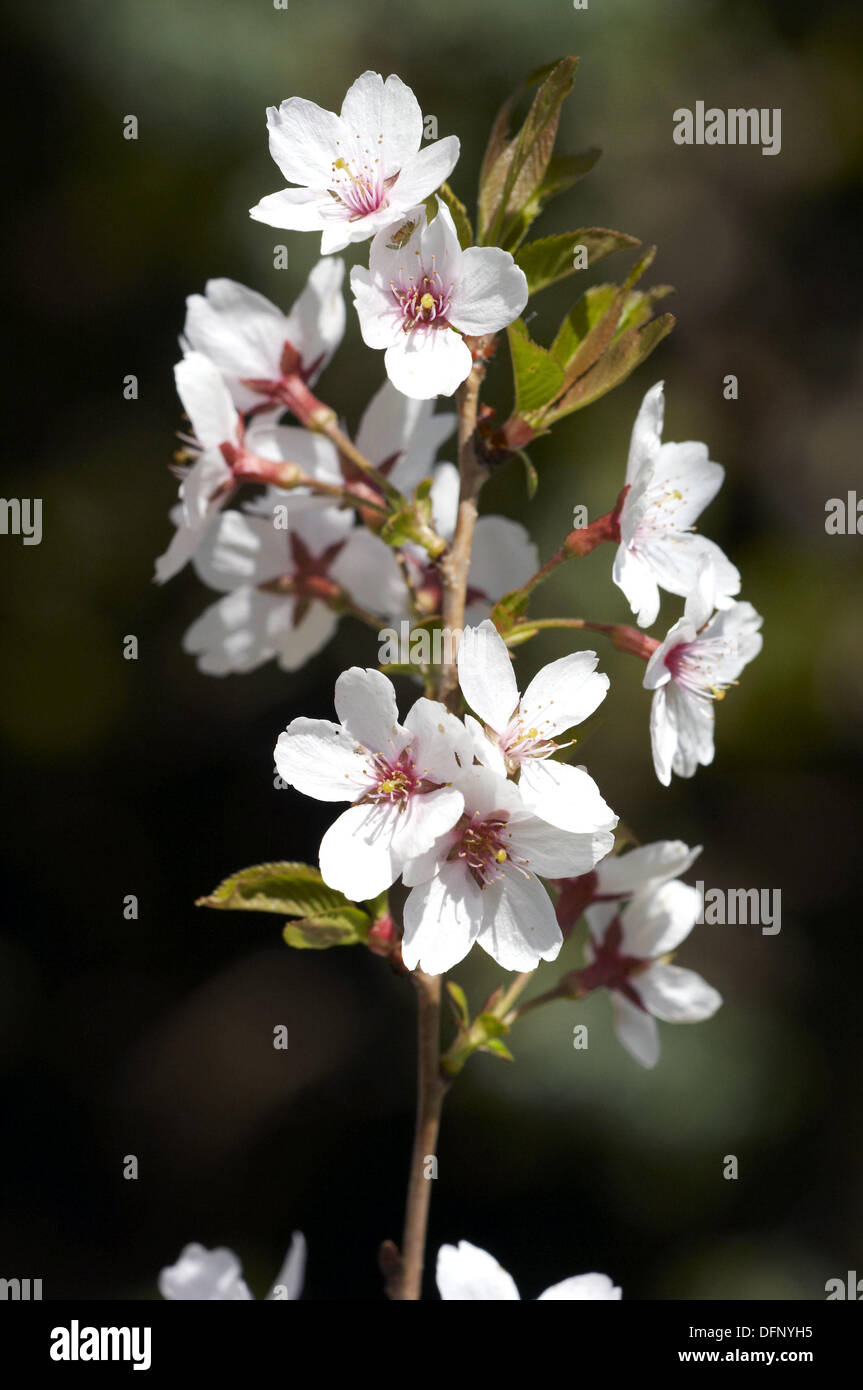 Winter flowering cherry tree hi-res stock photography and images - Alamy