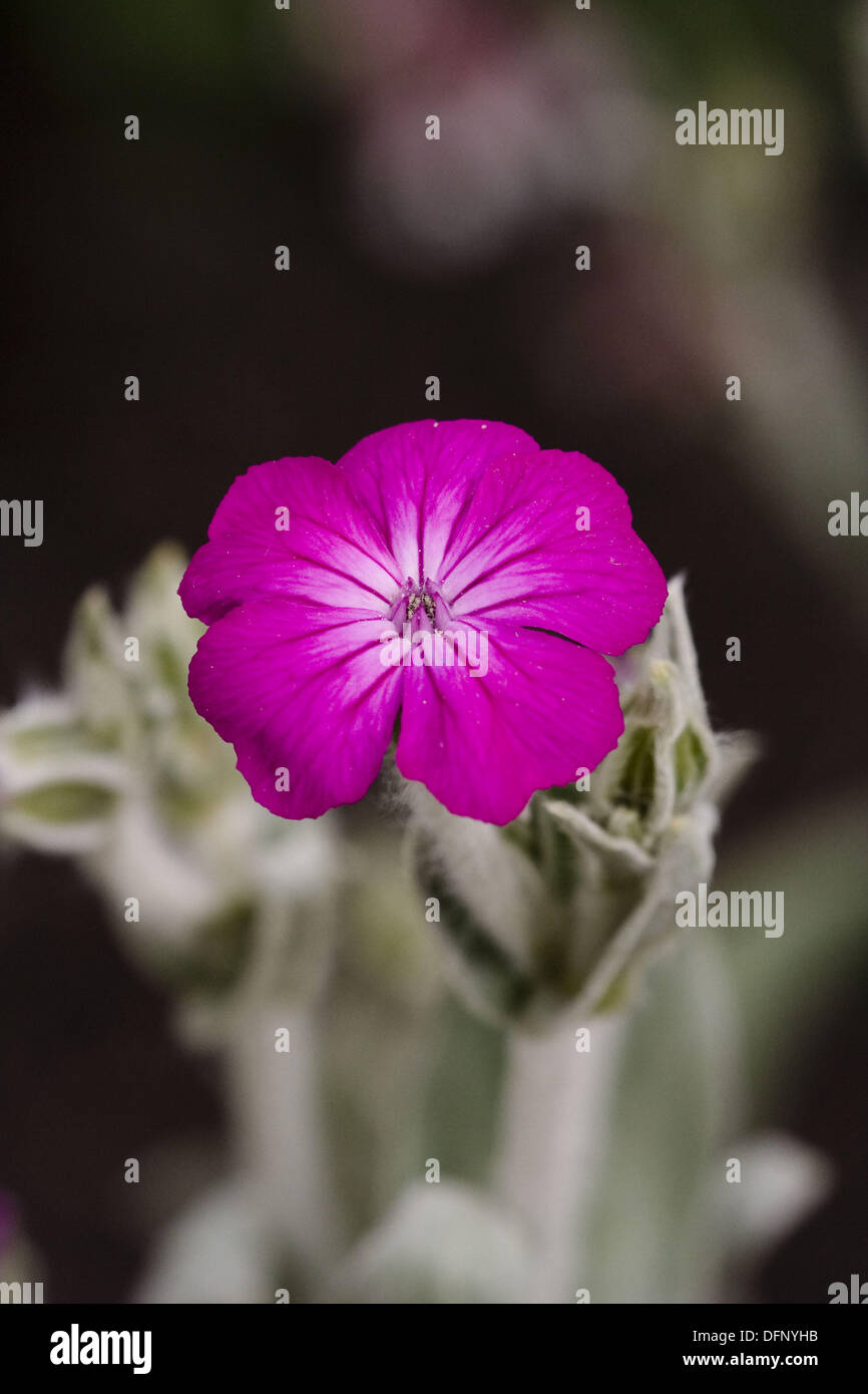 Catchfly (Lychnis coronaria Stock Photo - Alamy