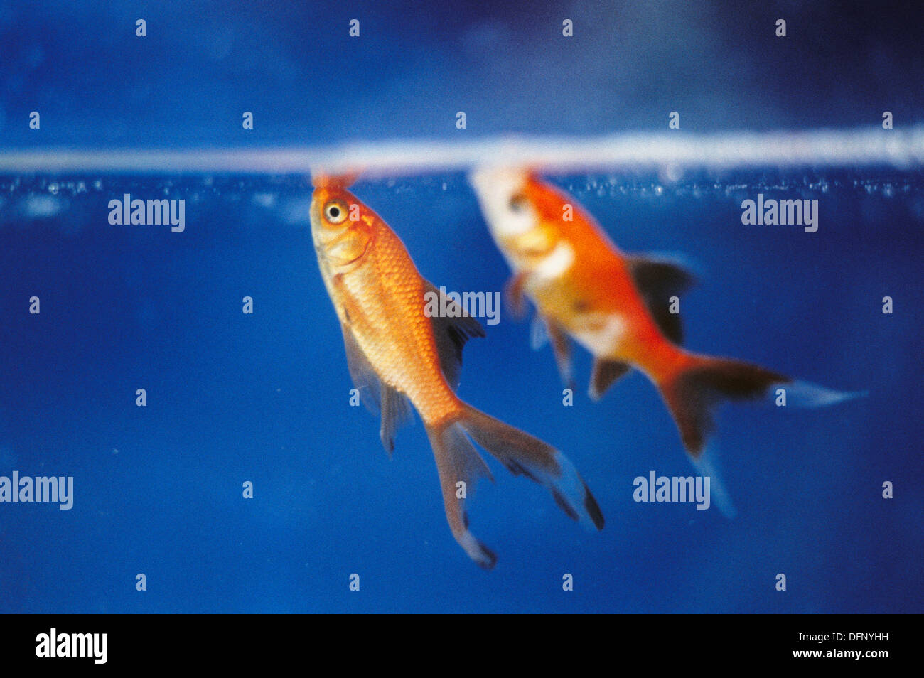 Close up goldfish in an aquarium hi-res stock photography and images ...