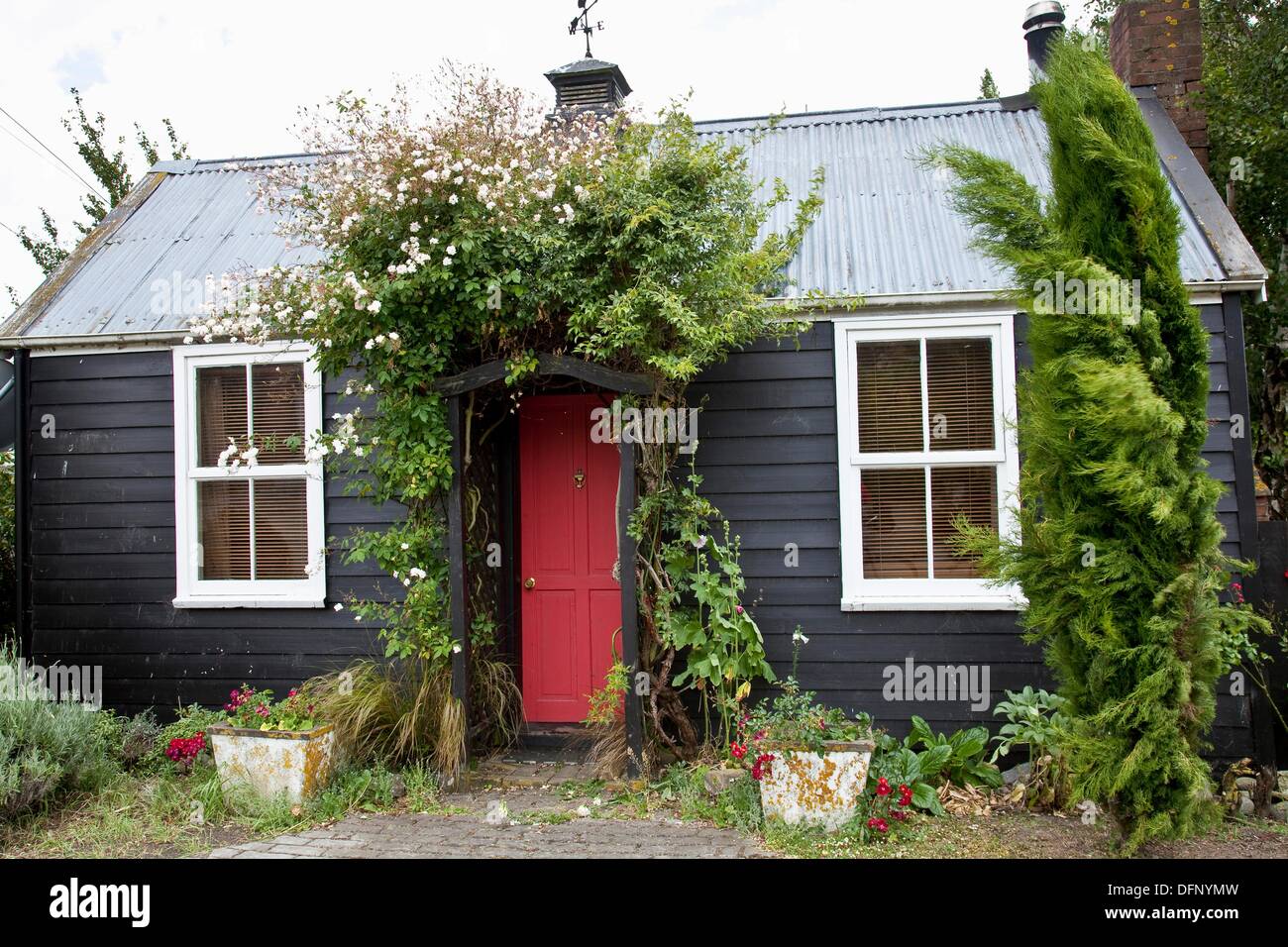 Old country roses hi-res stock photography and images - Alamy