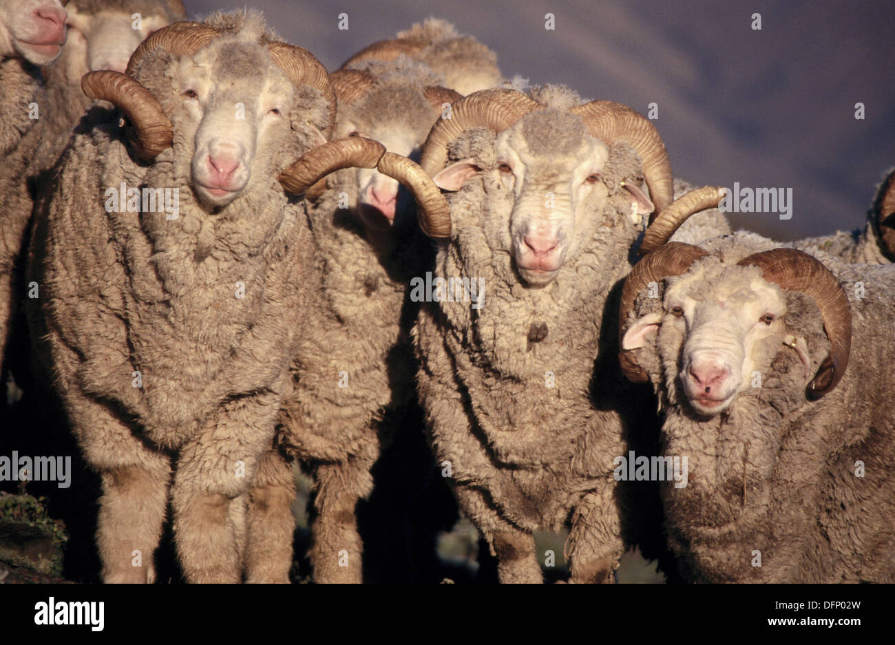 Merino Rams High Resolution Stock Photography and Images - Alamy