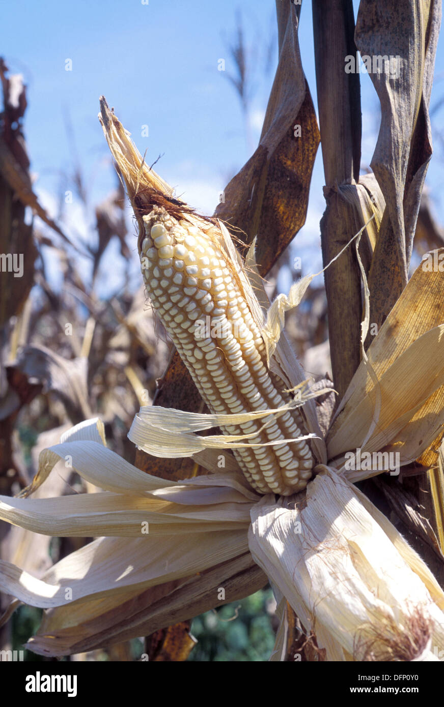 Venezuela dry hi-res stock photography and images - Alamy