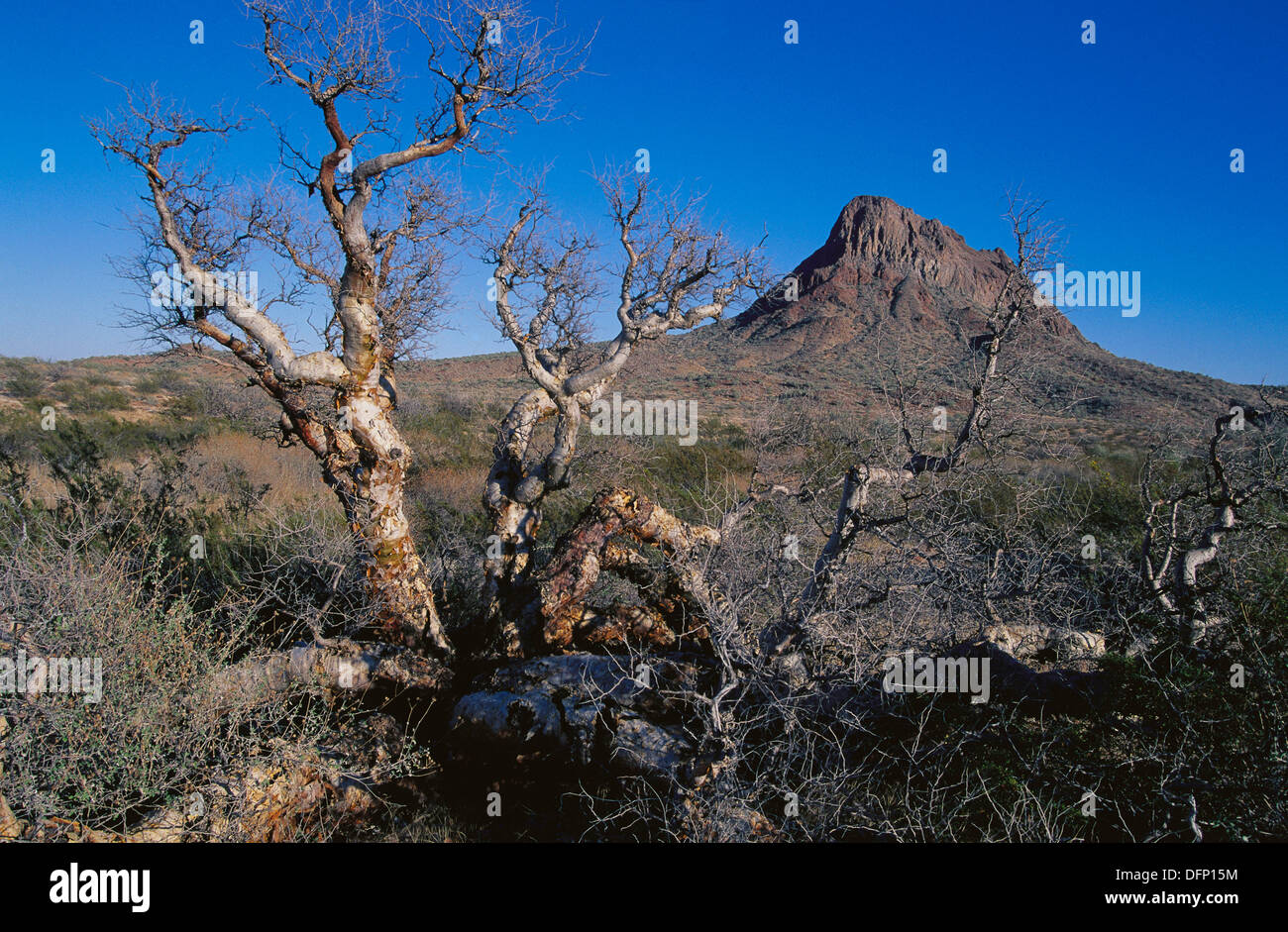 Elephant Tree Baja High Resolution Stock Photography and Images - Alamy