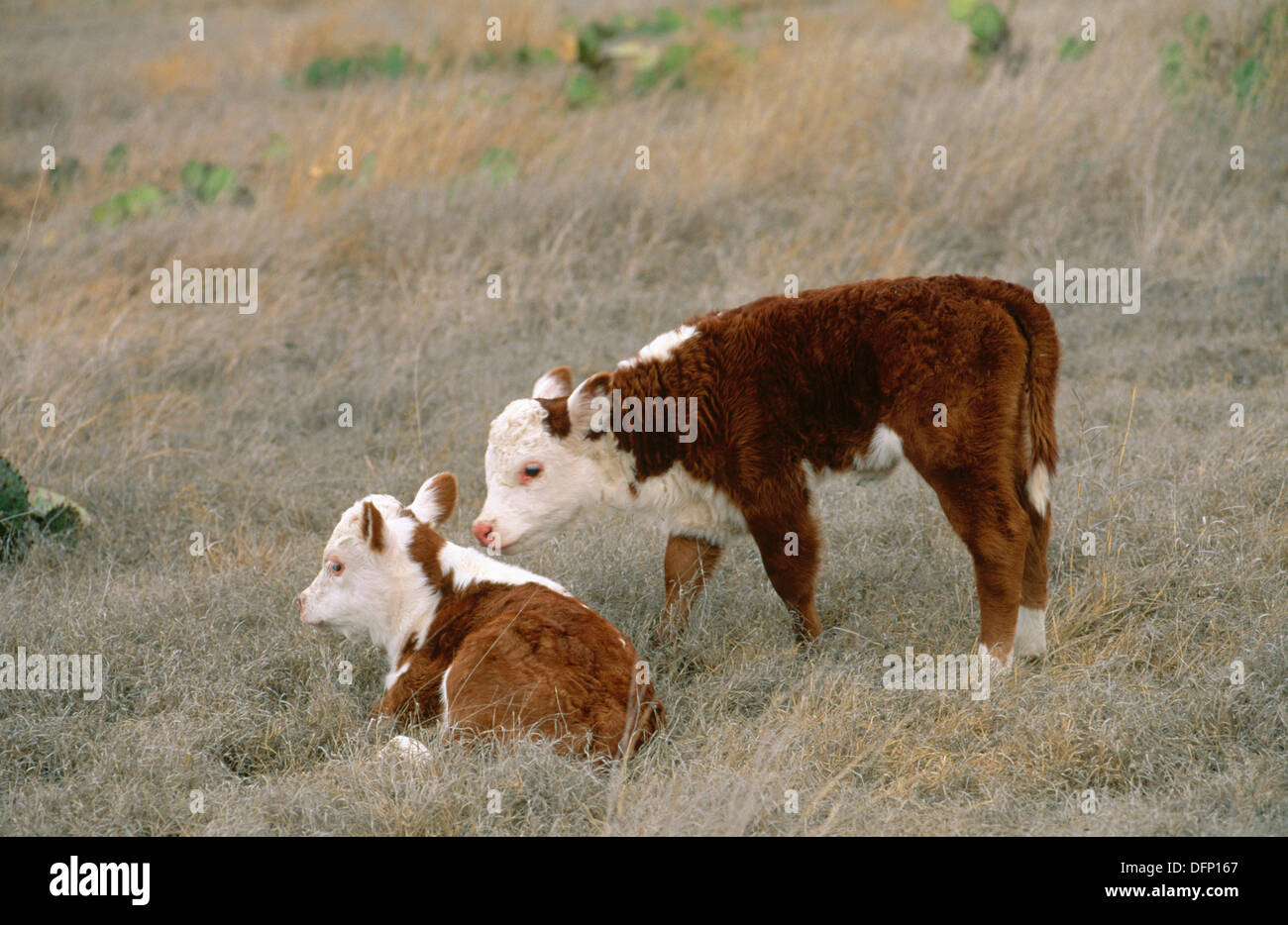 Ranch in mexico hi-res stock photography and images - Alamy