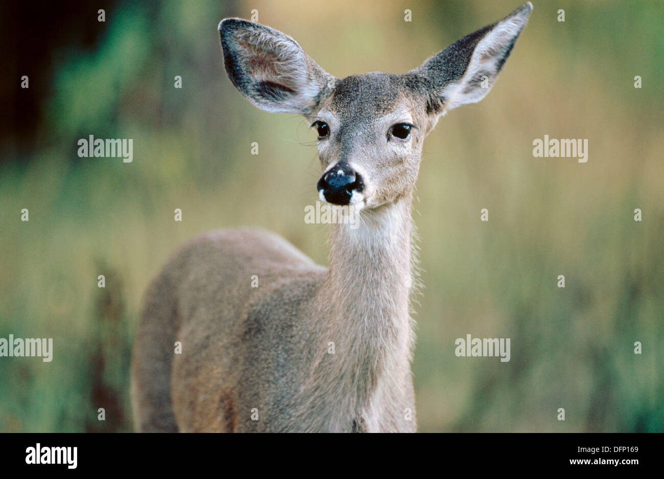 Odocoileus virginianus mexico hi-res stock photography and images - Alamy