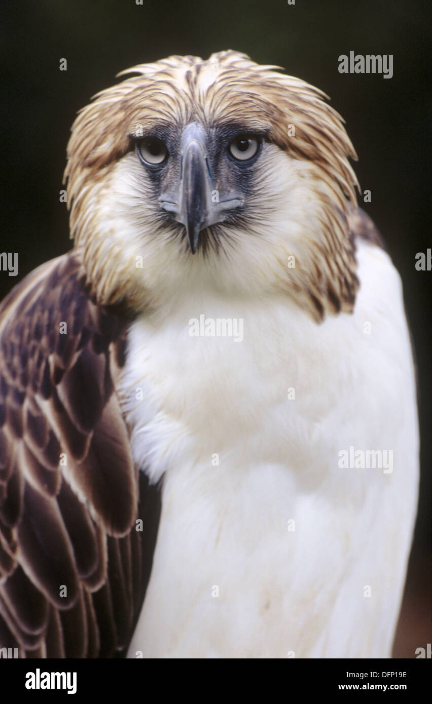 Pithecophaga hi-res stock photography and images - Alamy
