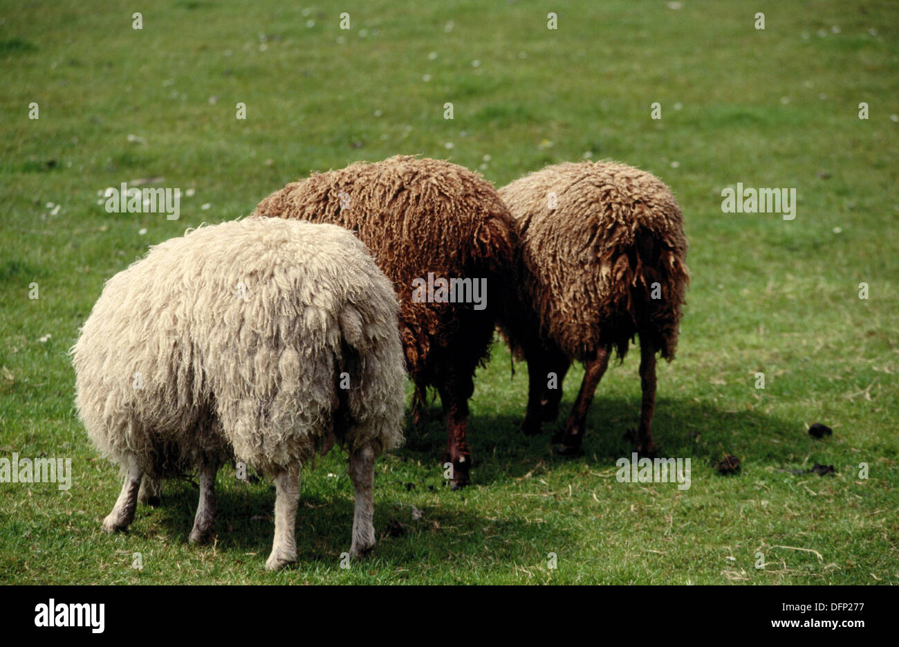Sheep bum hi-res stock photography and images - Alamy
