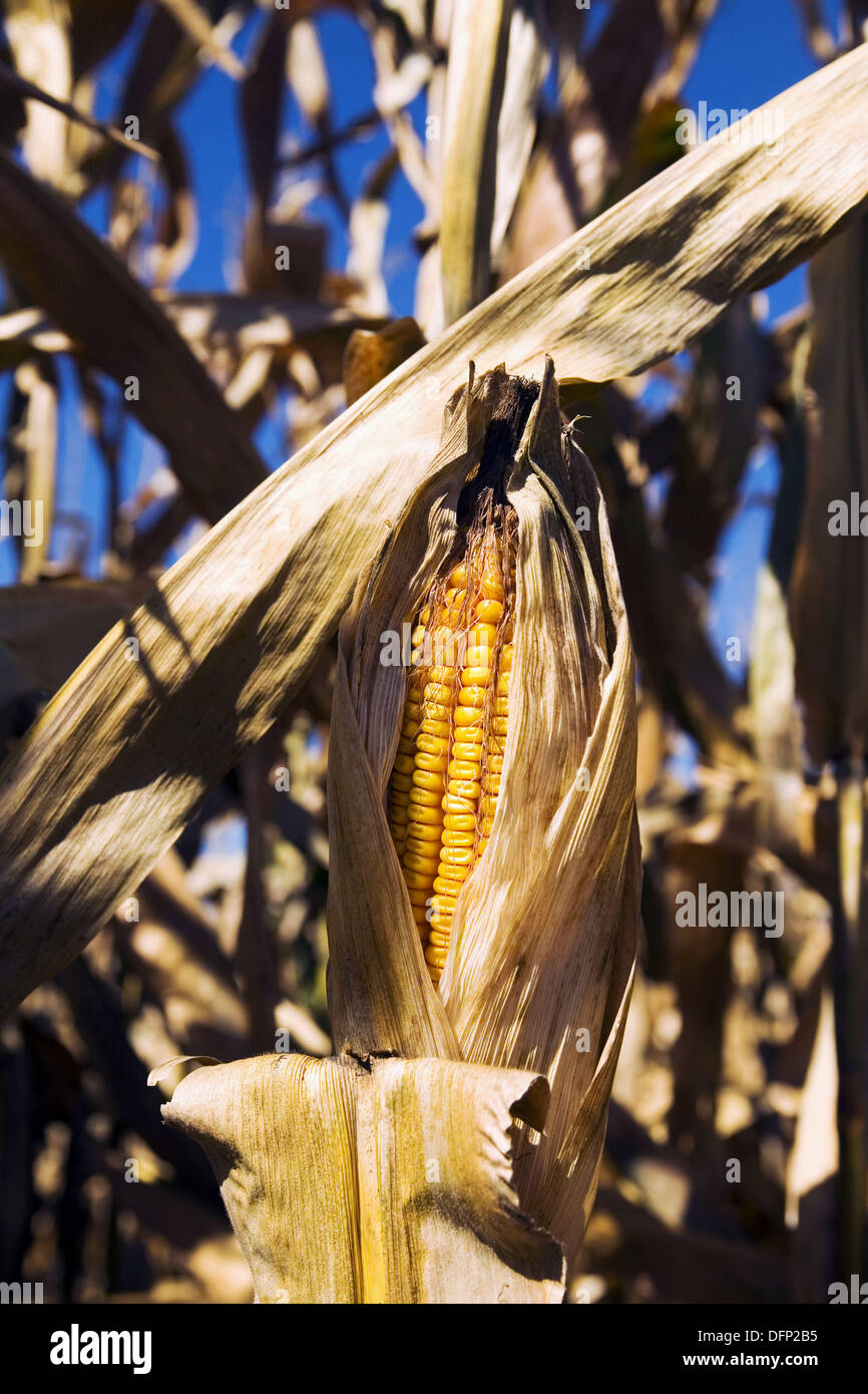 Back of ear hi-res stock photography and images - Alamy