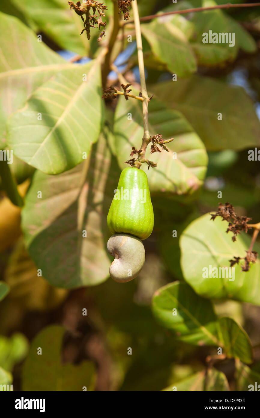 Close-up of a cashew hanging on a tree, Goa, India Stock Photo - Alamy
