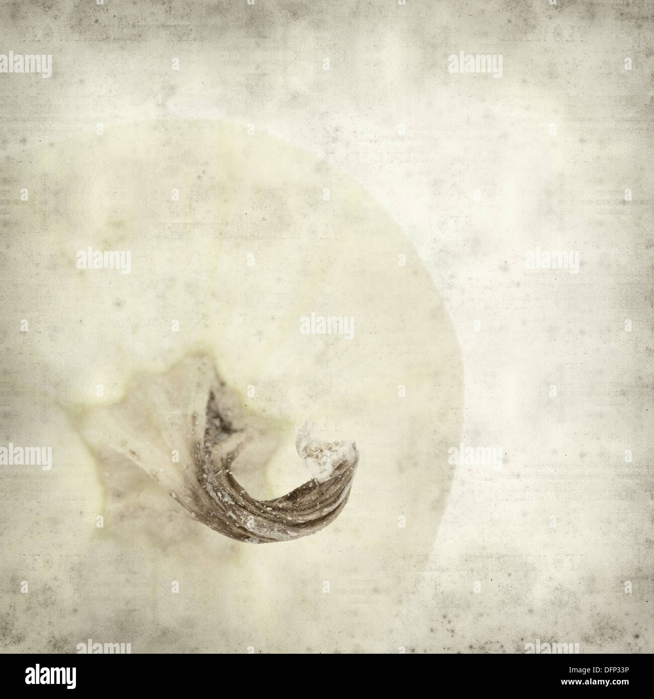 textured old paper background with squash Stock Photo - Alamy