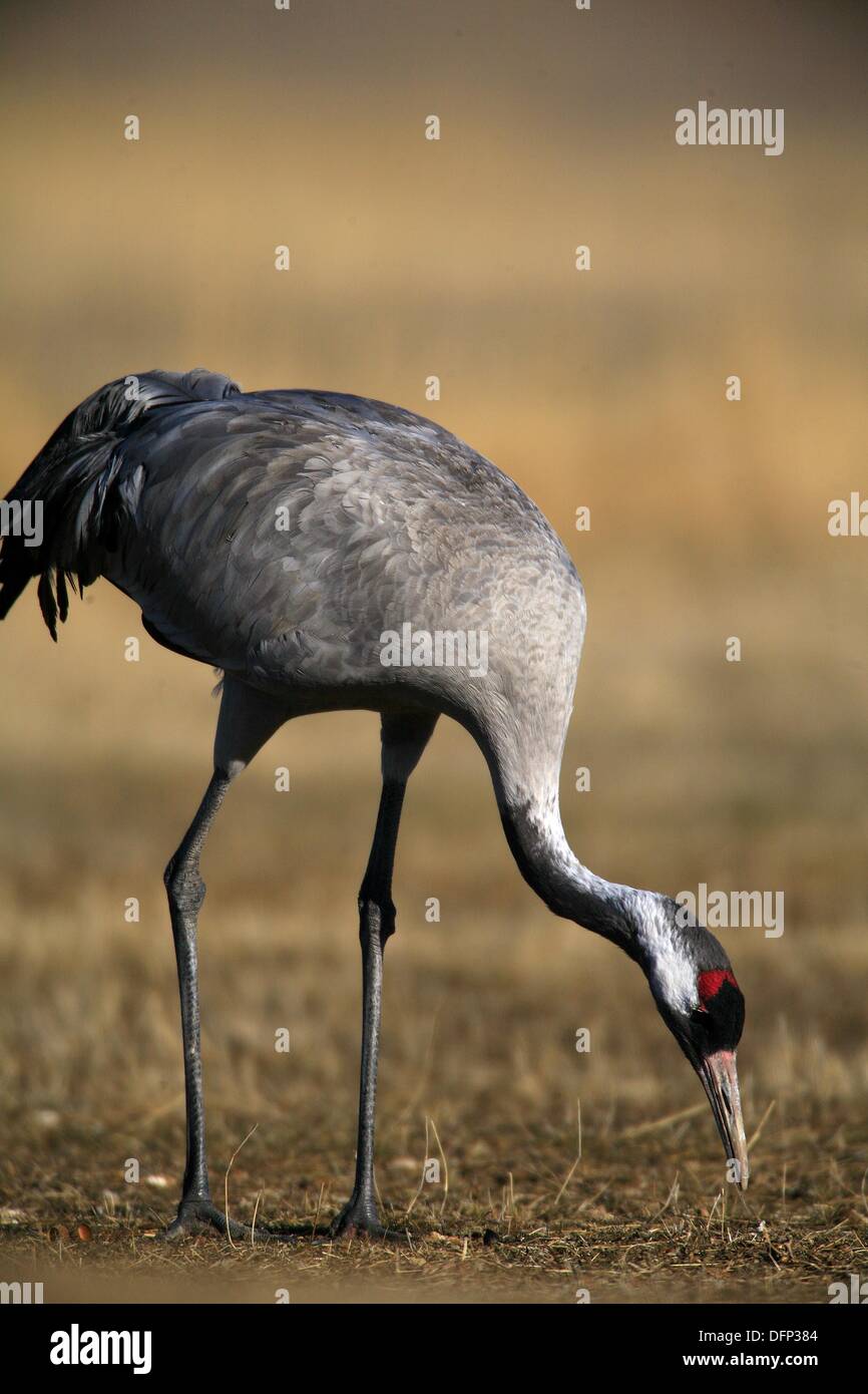 Common Crane Grus grus in the wildlife reserve of Gallocanta. Aragon ...