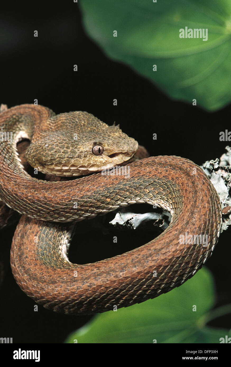 Eyelash viper bothriechis schlegelii venomous hi-res stock photography ...